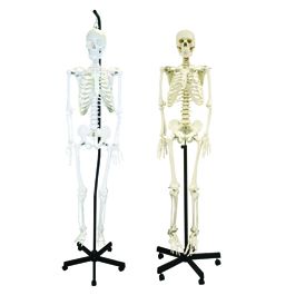 Full Size Skeleton Mounted