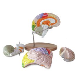 Color-Coded Human Brain