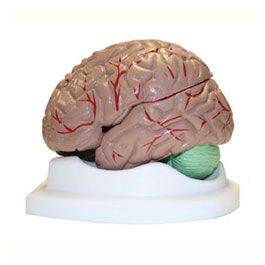 Life-Size Brain Model 4 Part
