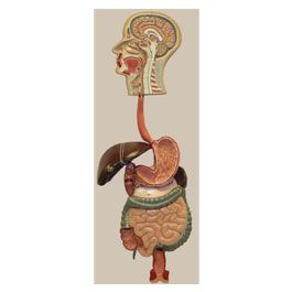 Digestive System Model