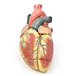 Jumbo Heart Model