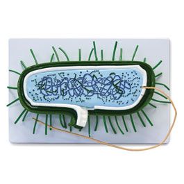 Prokaryotic Cell Model