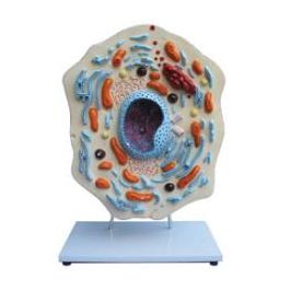 Animal Cell Model