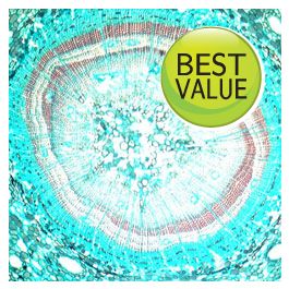 Basic Botany Prepared Slide Set