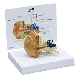 Basic Ear Model