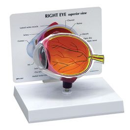 Basic Eye Model