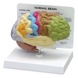 Sensory/Motor Half Brain Model
