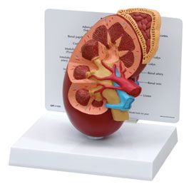 Normal Kidney Model